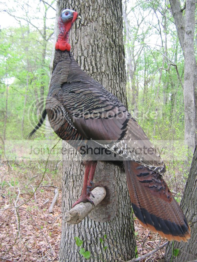 Turkey Wall Mounts (pixs) | New Jersey Hunters
