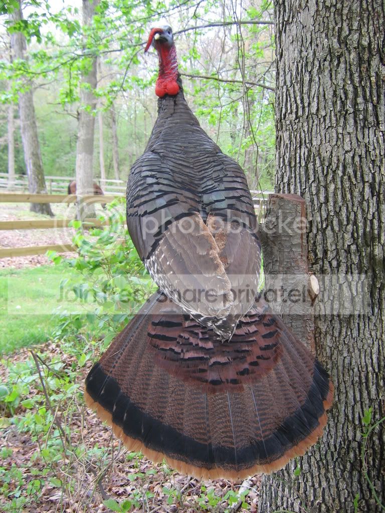 Turkey Wall Mounts (pixs) | New Jersey Hunters