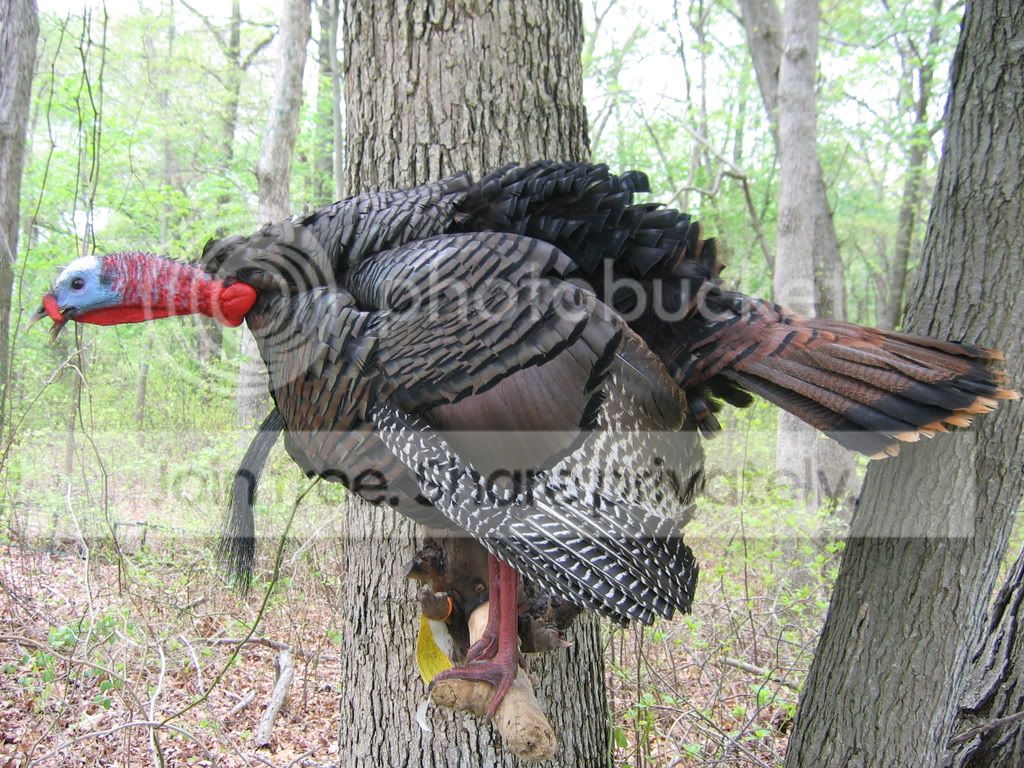 Turkey Wall Mounts (pixs) | New Jersey Hunters