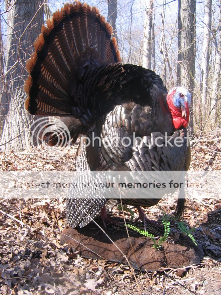 Strut Turkey Mount on Standard Base (pixs) | New Jersey Hunters