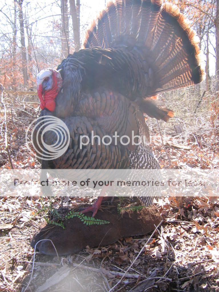Strut Turkey Mount on Standard Base (pixs) | New Jersey Hunters
