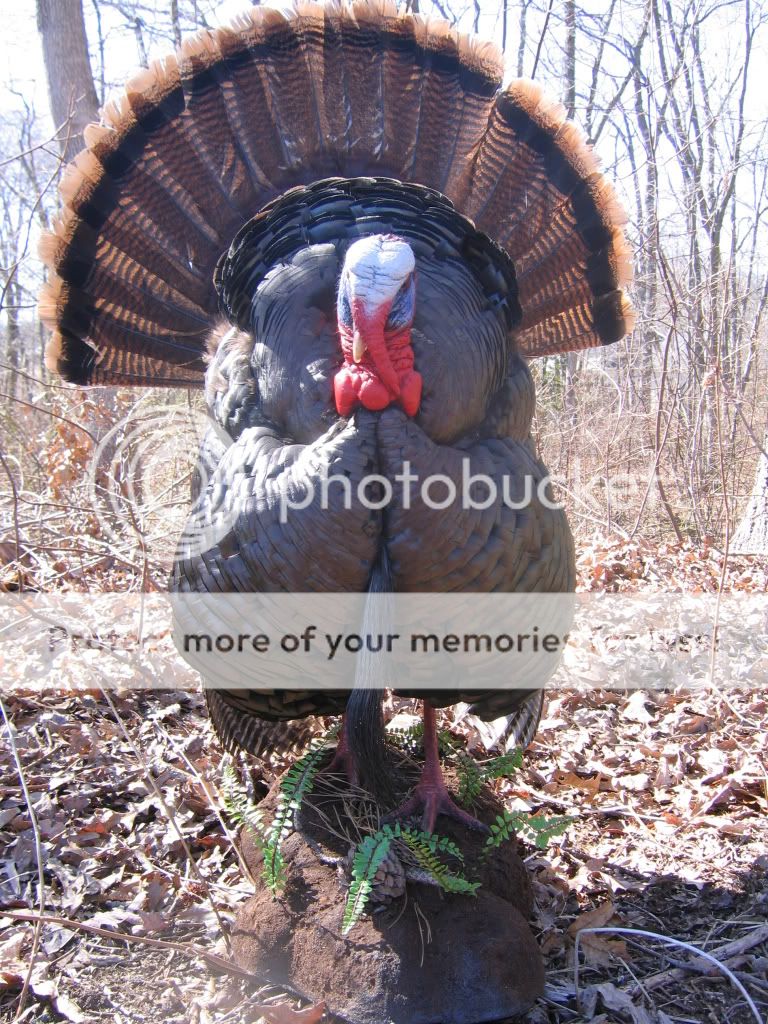 Strut Turkey Mount on Standard Base (pixs) | New Jersey Hunters