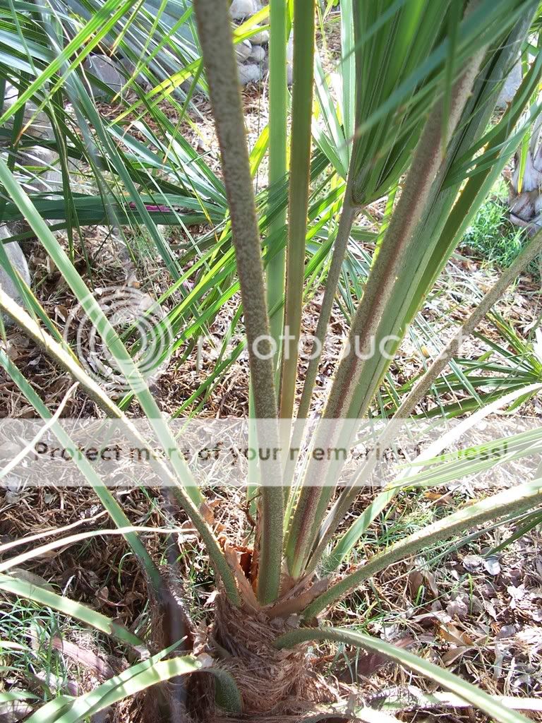 livistona i have known(grown) - DISCUSSING PALM TREES WORLDWIDE - PalmTalk